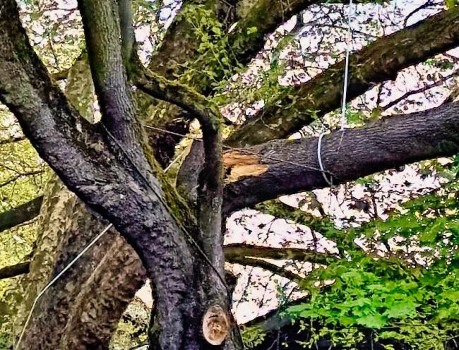 Tree limb removal will close Admiral Way offramp Tuesday | Westside Seattle